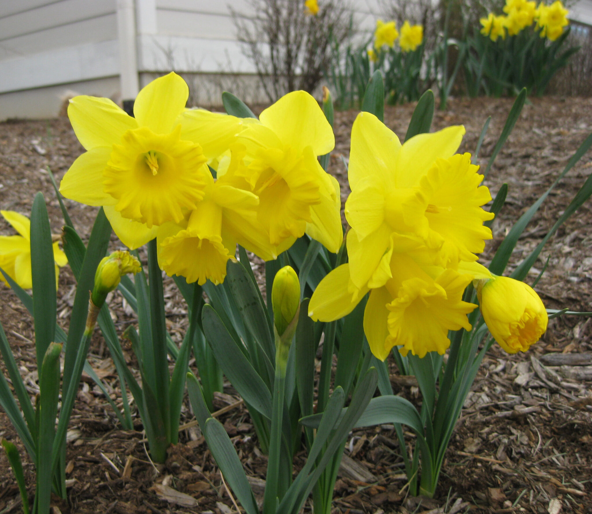 Spring-Flowering Bulbs – Piedmont Master Gardeners