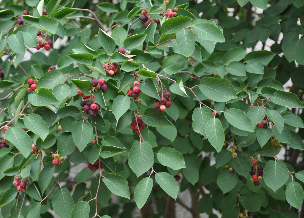 Serviceberry | Piedmont Master Gardeners
