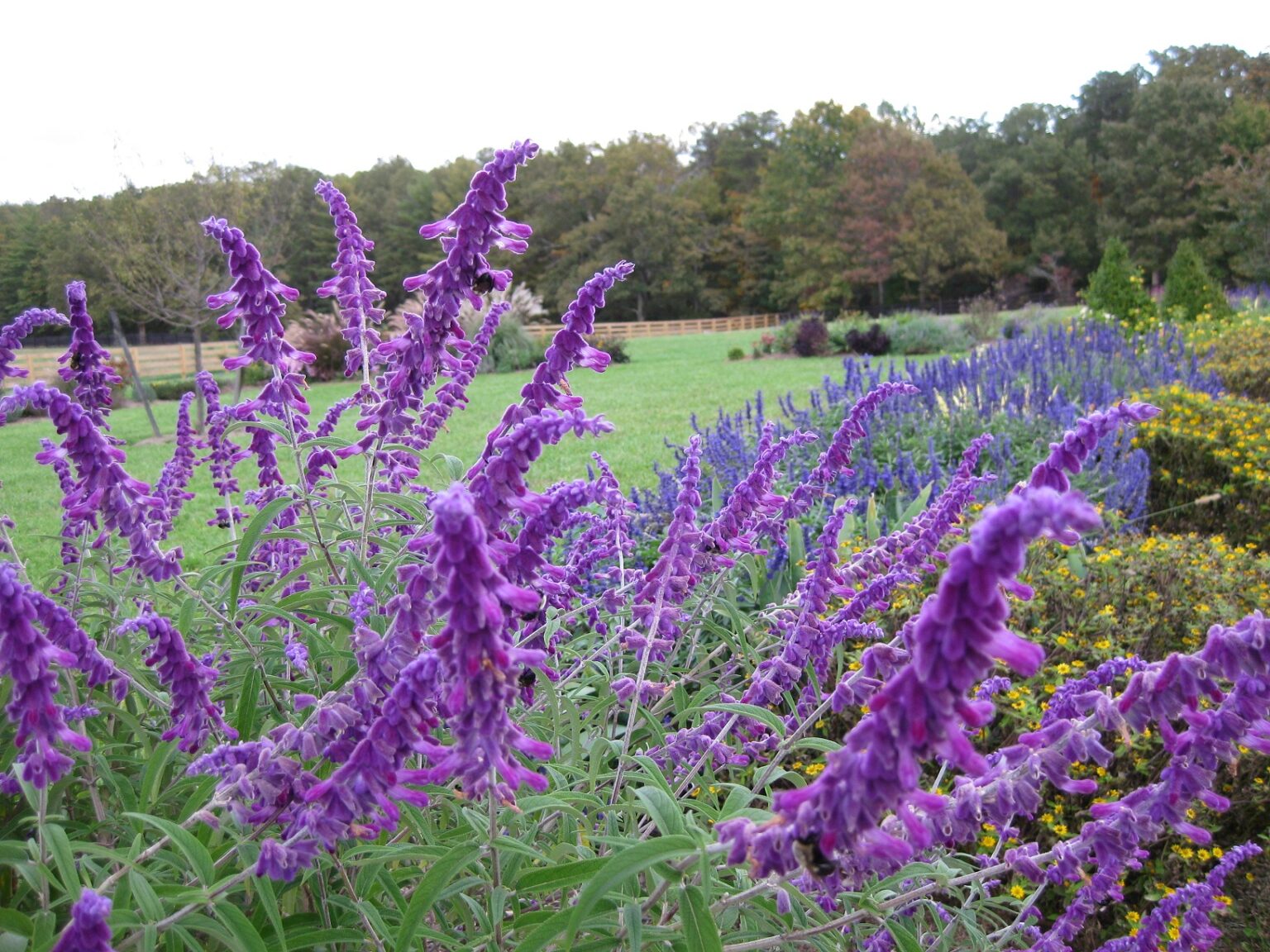 In Celebration of Salvias – Piedmont Master Gardeners