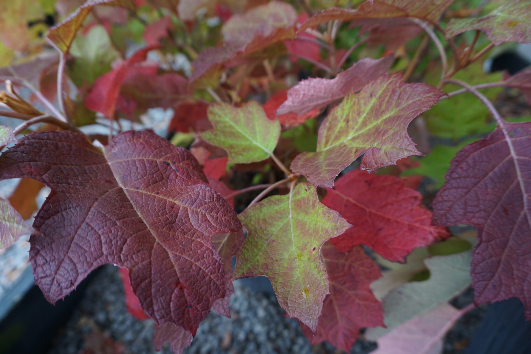 Oakleaf Hydrangea – Piedmont Master Gardeners