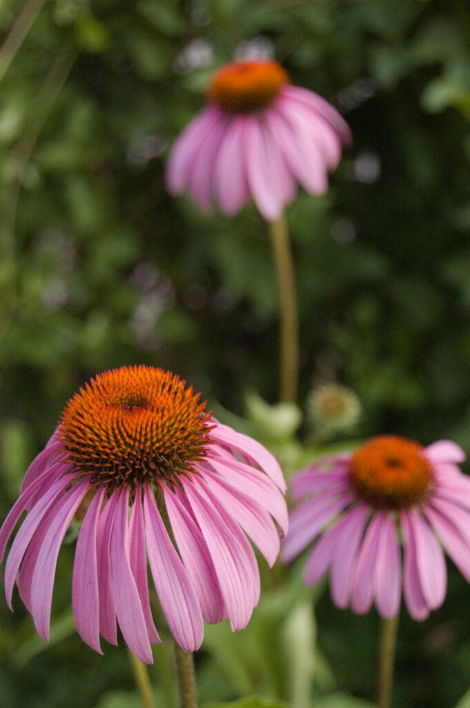 A Gardener’s Guide to Plant Nomenclature, Part II – Piedmont Master ...
