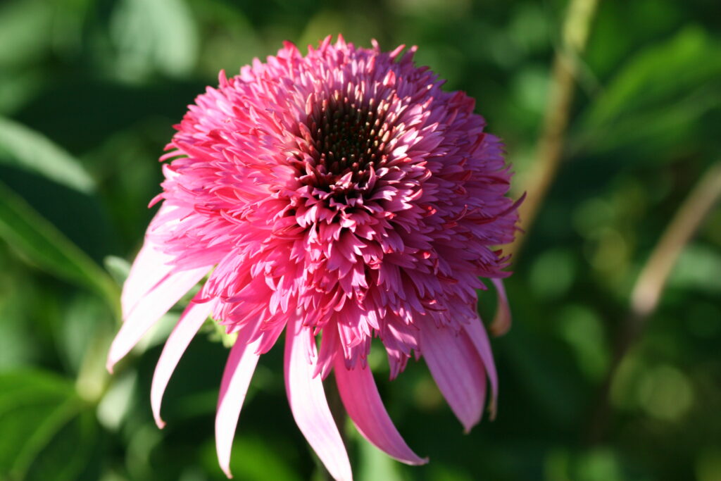 A Gardener’s Guide to Plant Nomenclature, Part II – Piedmont Master ...