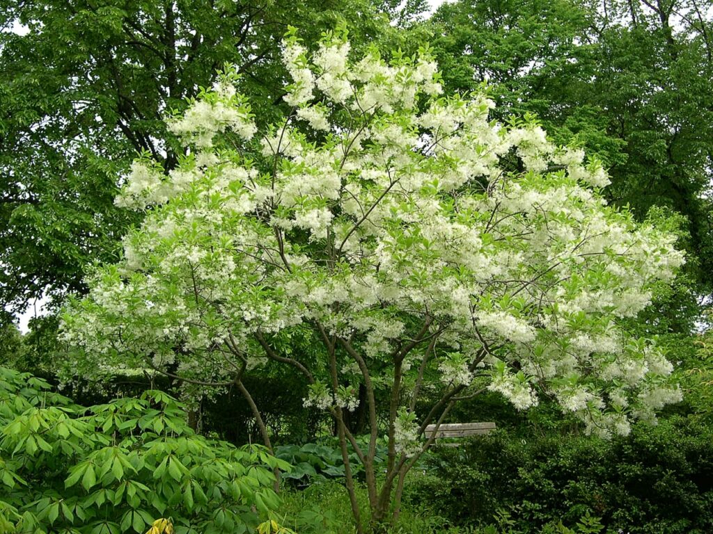 Fringetree — Slow to Bloom but Worth the Wait – Piedmont Master Gardeners
