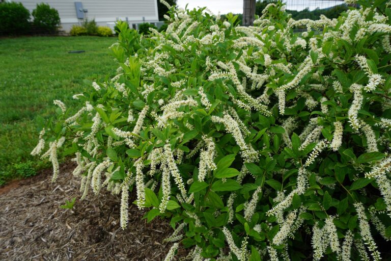 Virginia Sweetspire – Piedmont Master Gardeners