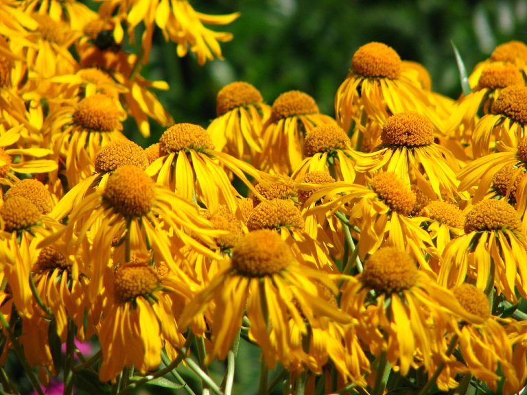 Helenium — A great choice for the late summer garden – Piedmont Master ...