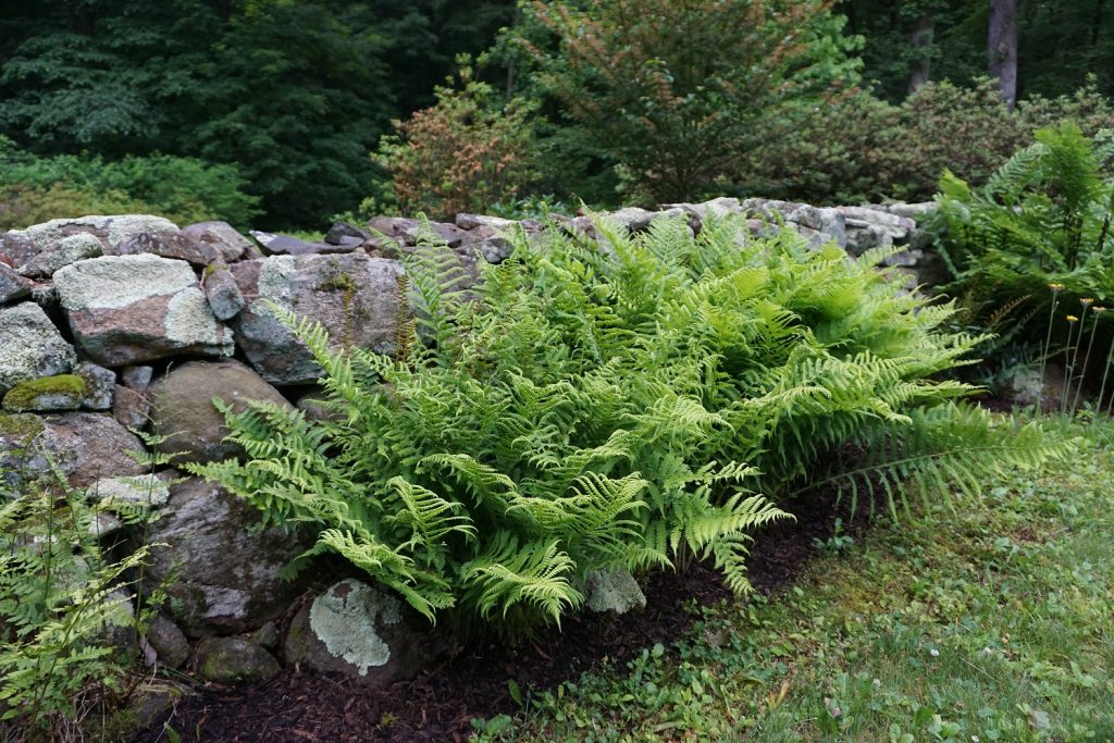 Landscaping With Ferns | Piedmont Master Gardeners