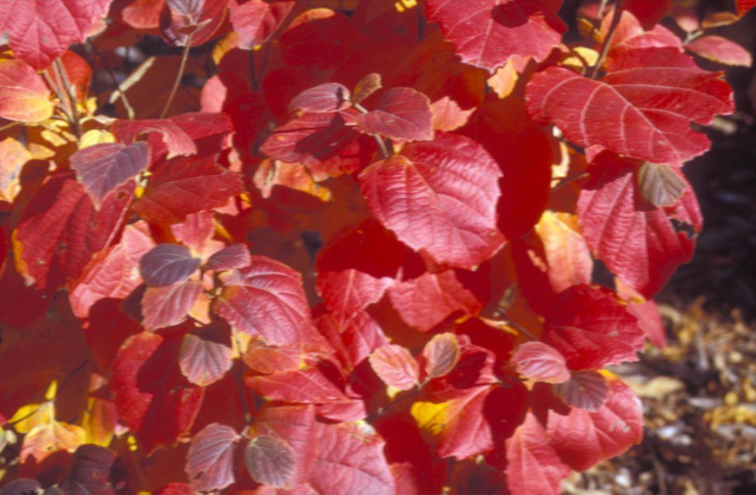 Fothergilla — An Outstanding Choice for Fall Color – Piedmont Master ...