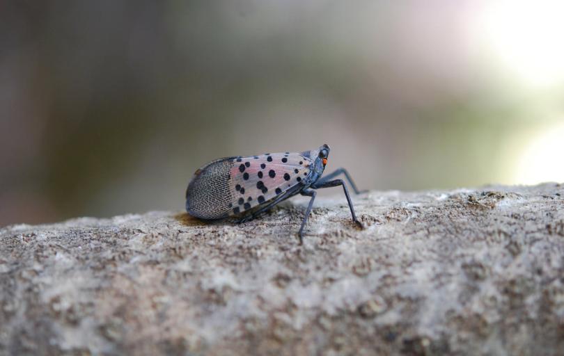 The Spotted Laternfly – Piedmont Master Gardeners