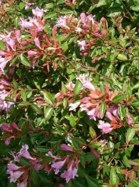 Abelia–Tough But Beautiful | Piedmont Master Gardeners