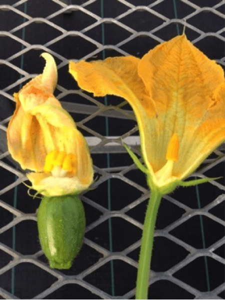 Pollination: Flowering Plants, Pollinators, and the Wonder of it All ...