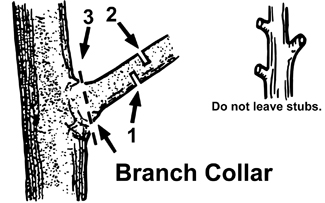 A Pruning Primer: Tools, Techniques and Timing | Piedmont Master Gardeners