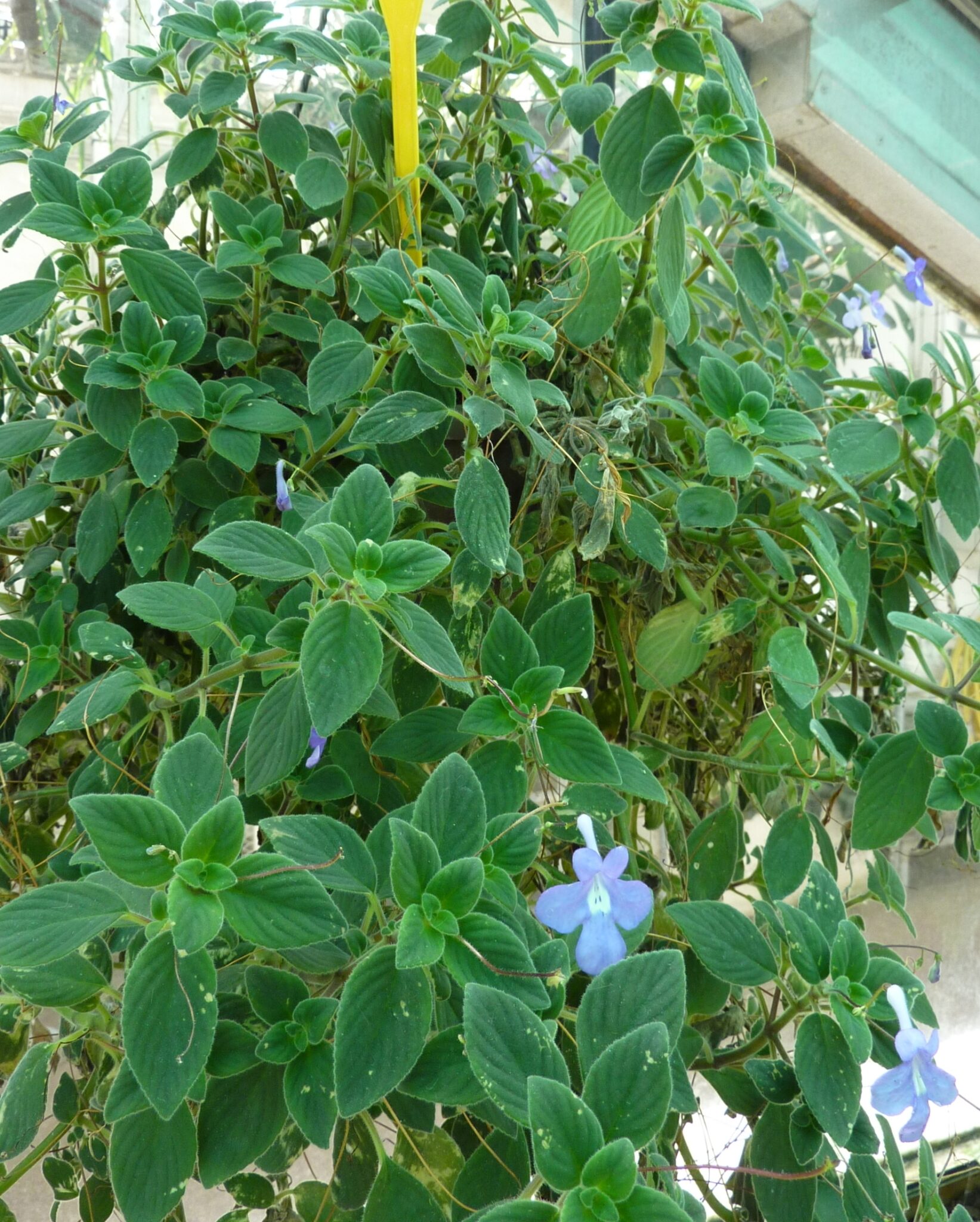 Streptocarpella: The Houseplant That Flowers All Year | Piedmont Master ...