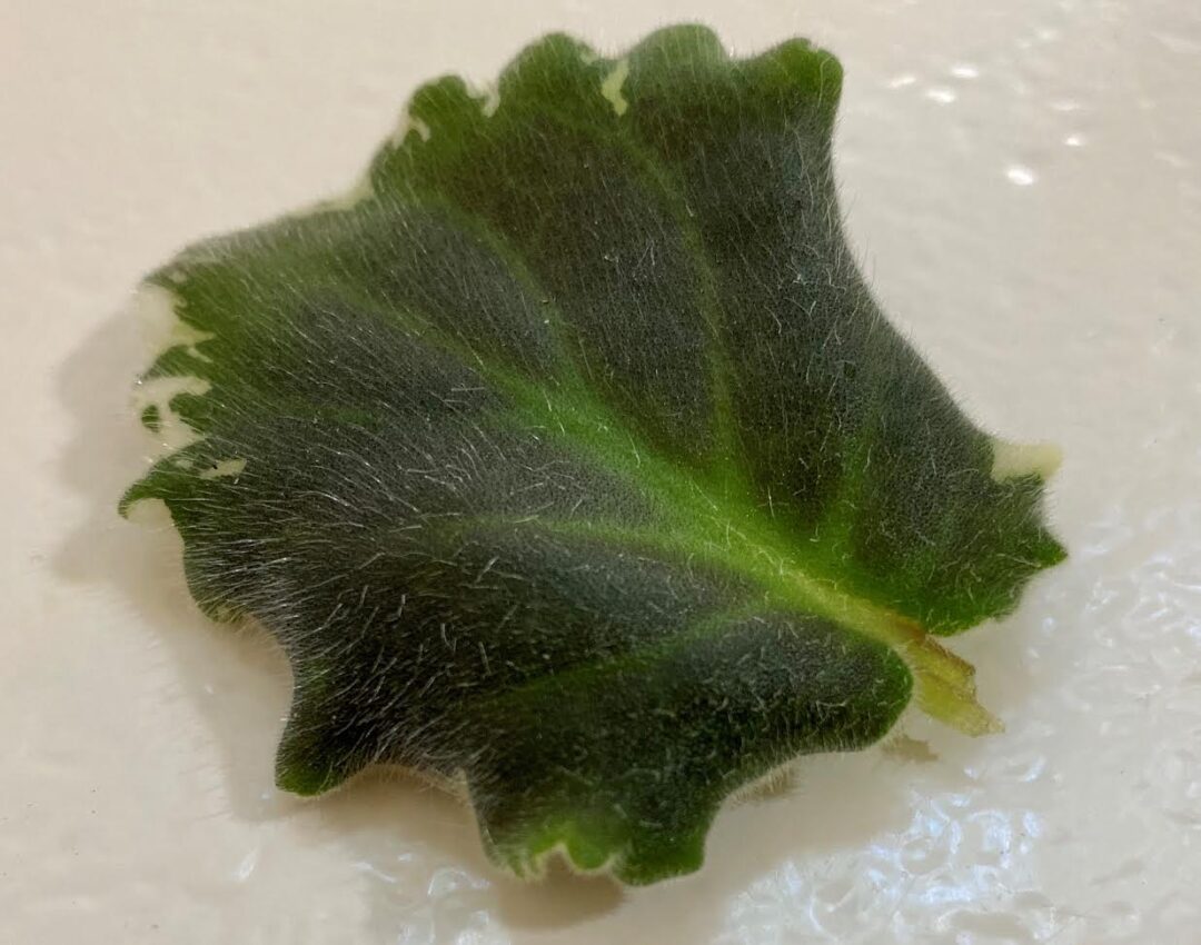 Creating New Plants From Cuttings – Piedmont Master Gardeners
