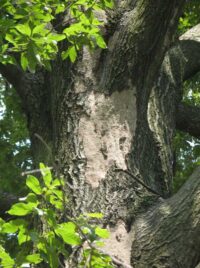 What’s Killing our Oak Trees? – Piedmont Master Gardeners