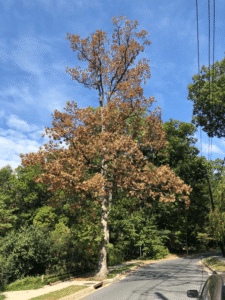 What’s Killing our Oak Trees? – Piedmont Master Gardeners