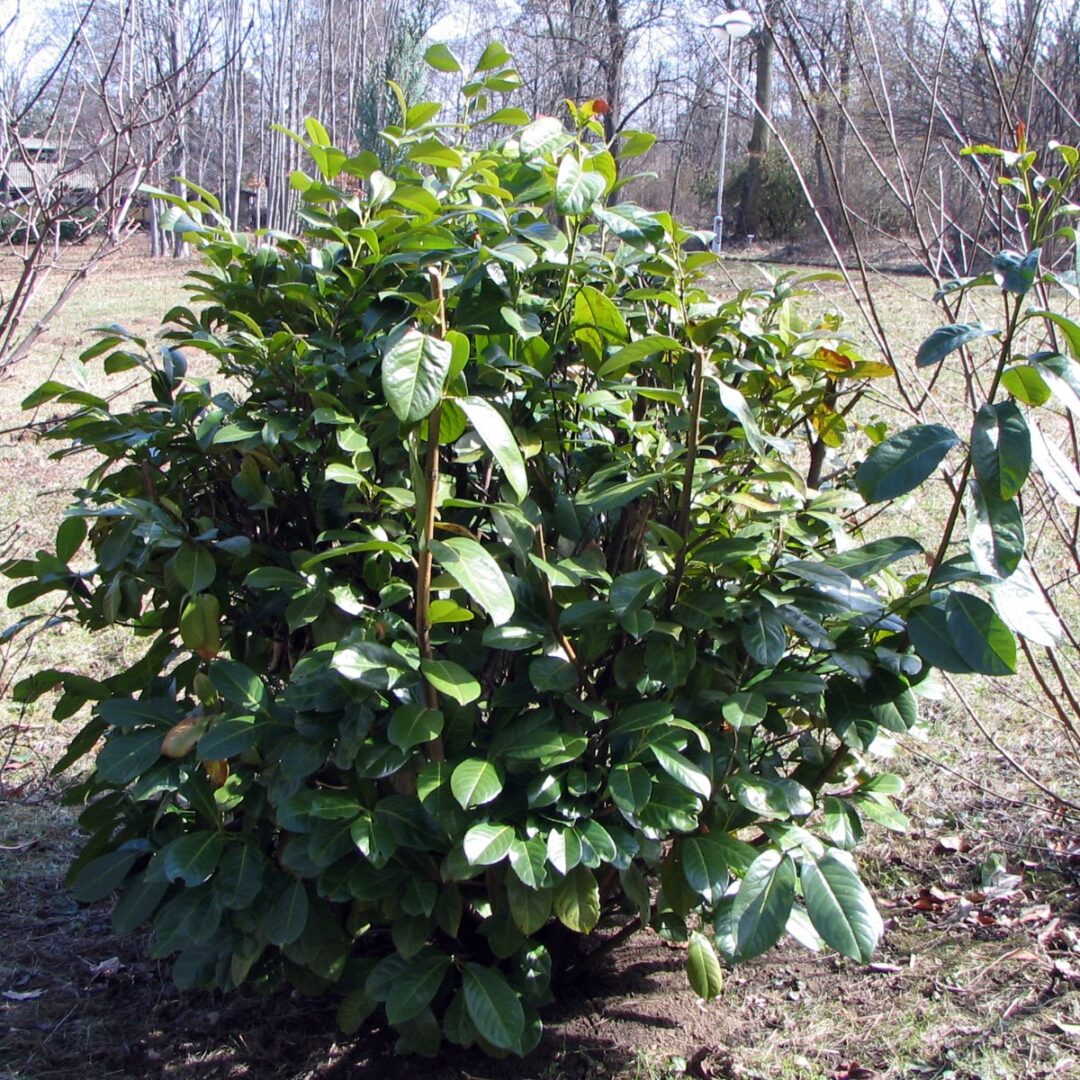 The How & When of Pruning Shrubs – Piedmont Master Gardeners