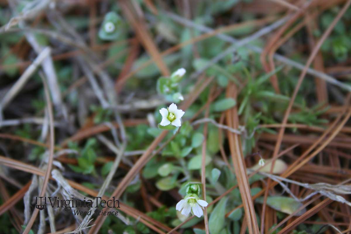 April Tasks in the Ornamental Garden – Piedmont Master Gardeners
