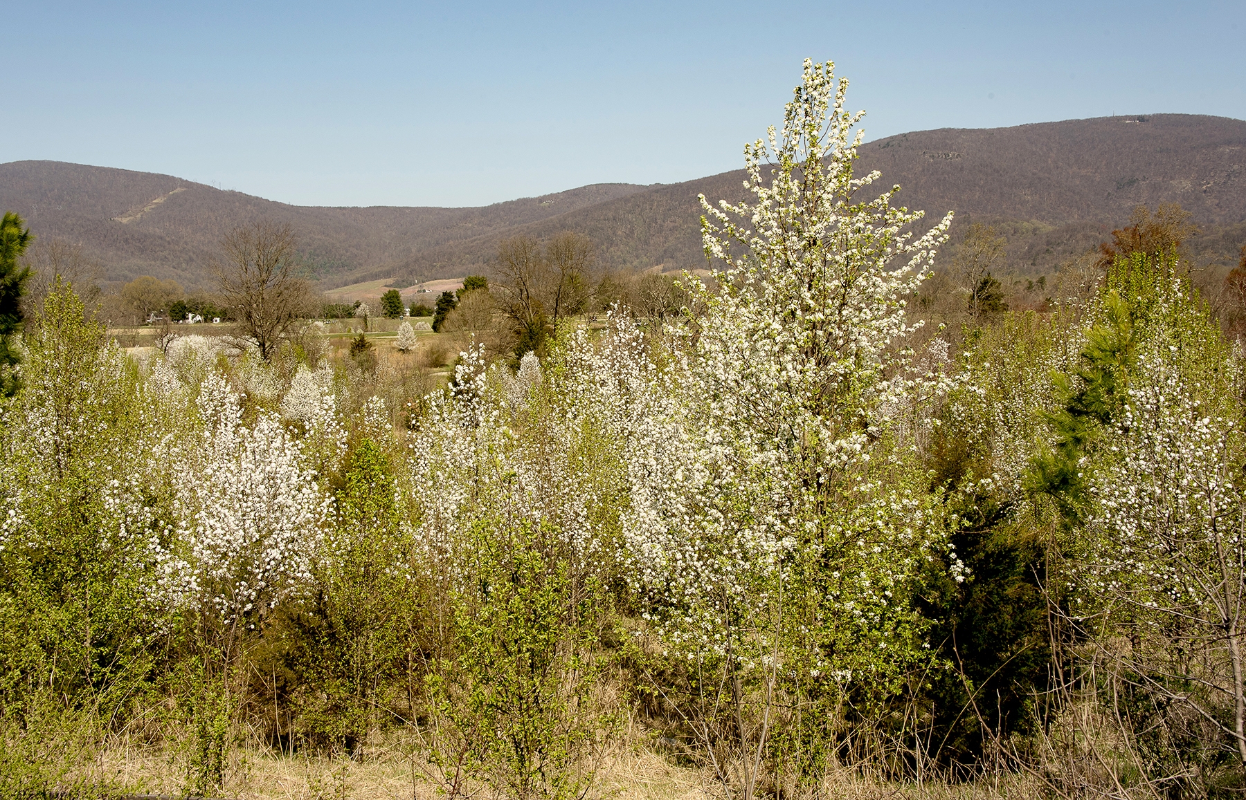 Beware the Callery Pear! – Piedmont Master Gardeners
