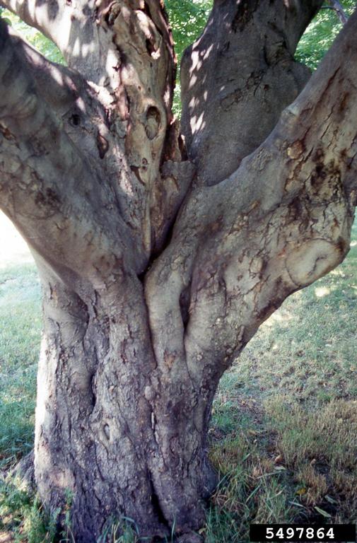 Yellowwood: A Rare and Beautiful Tree | Piedmont Master Gardeners