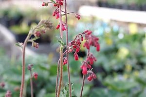 Heuchera – Known As Coral Bells, Alumroot, and More | Piedmont Master ...