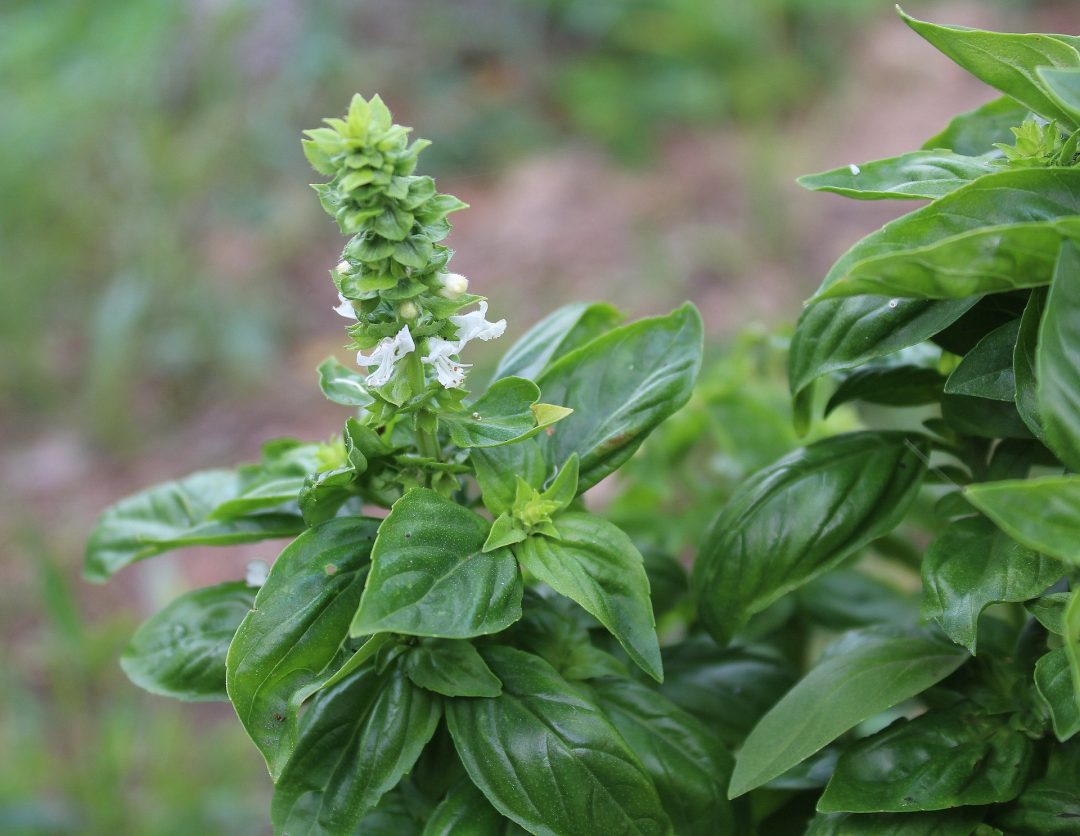 Basil: Beautiful and Aromatic – Piedmont Master Gardeners