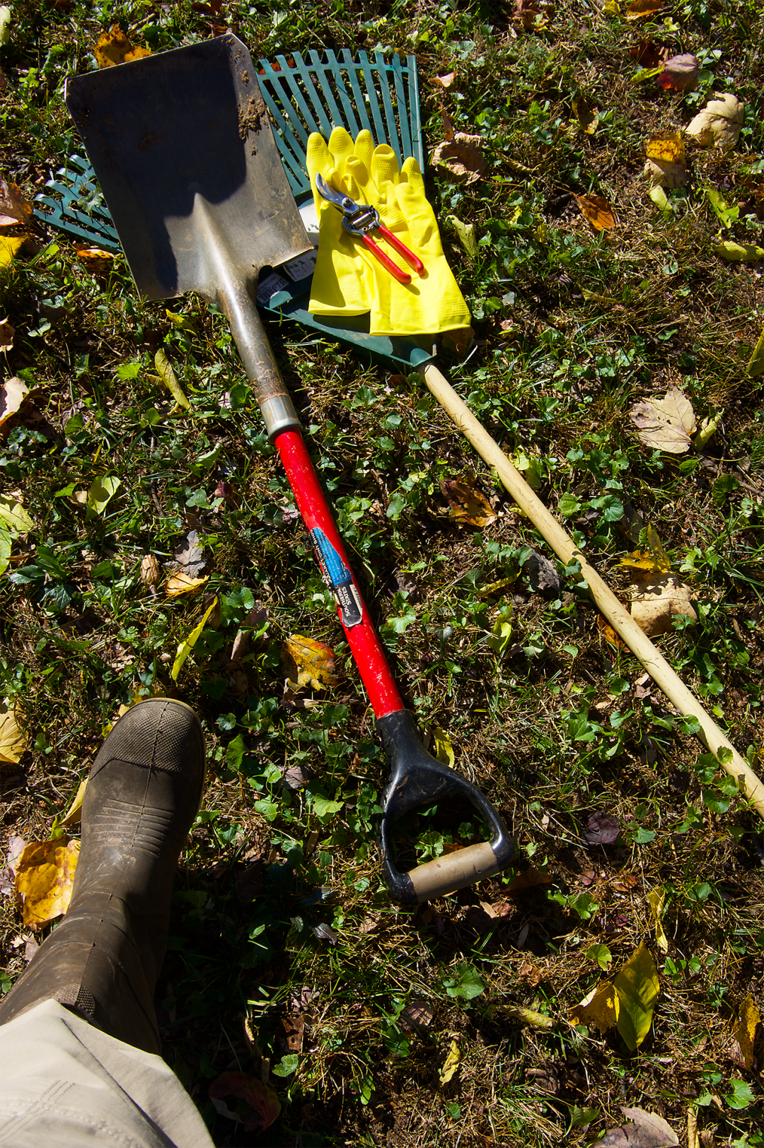 How to Remove English Ivy – Piedmont Master Gardeners