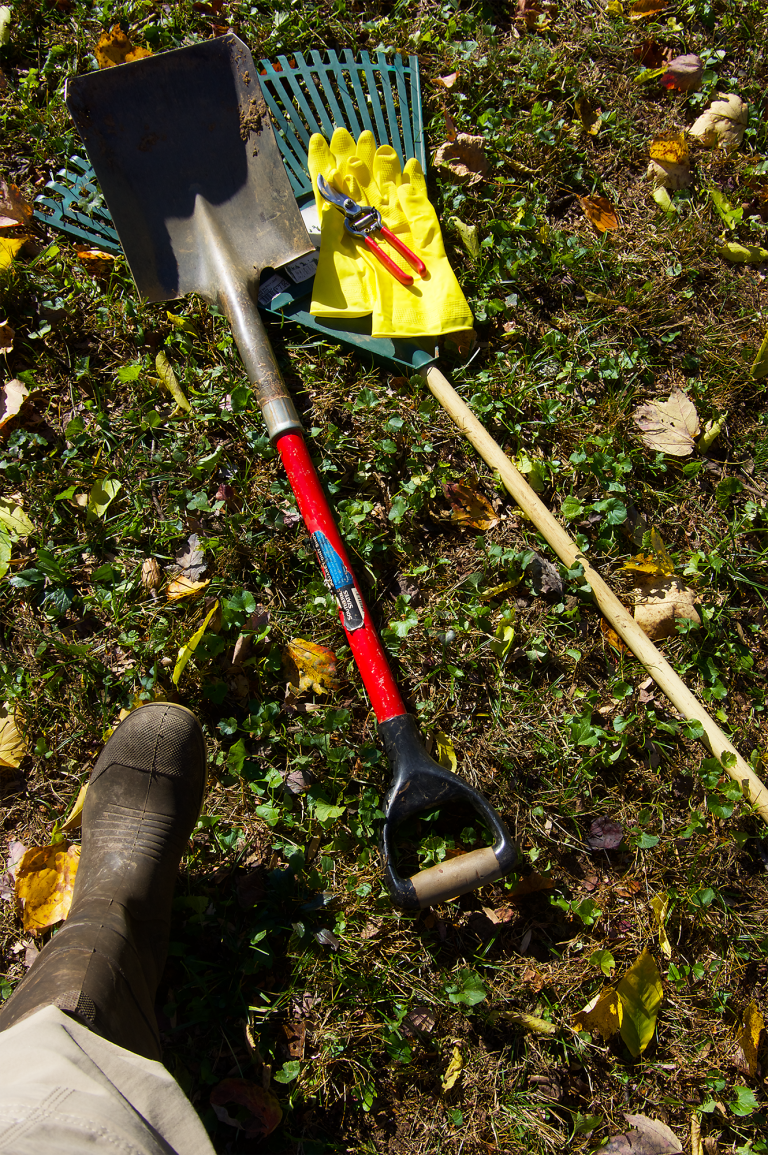 How to Remove English Ivy – Piedmont Master Gardeners