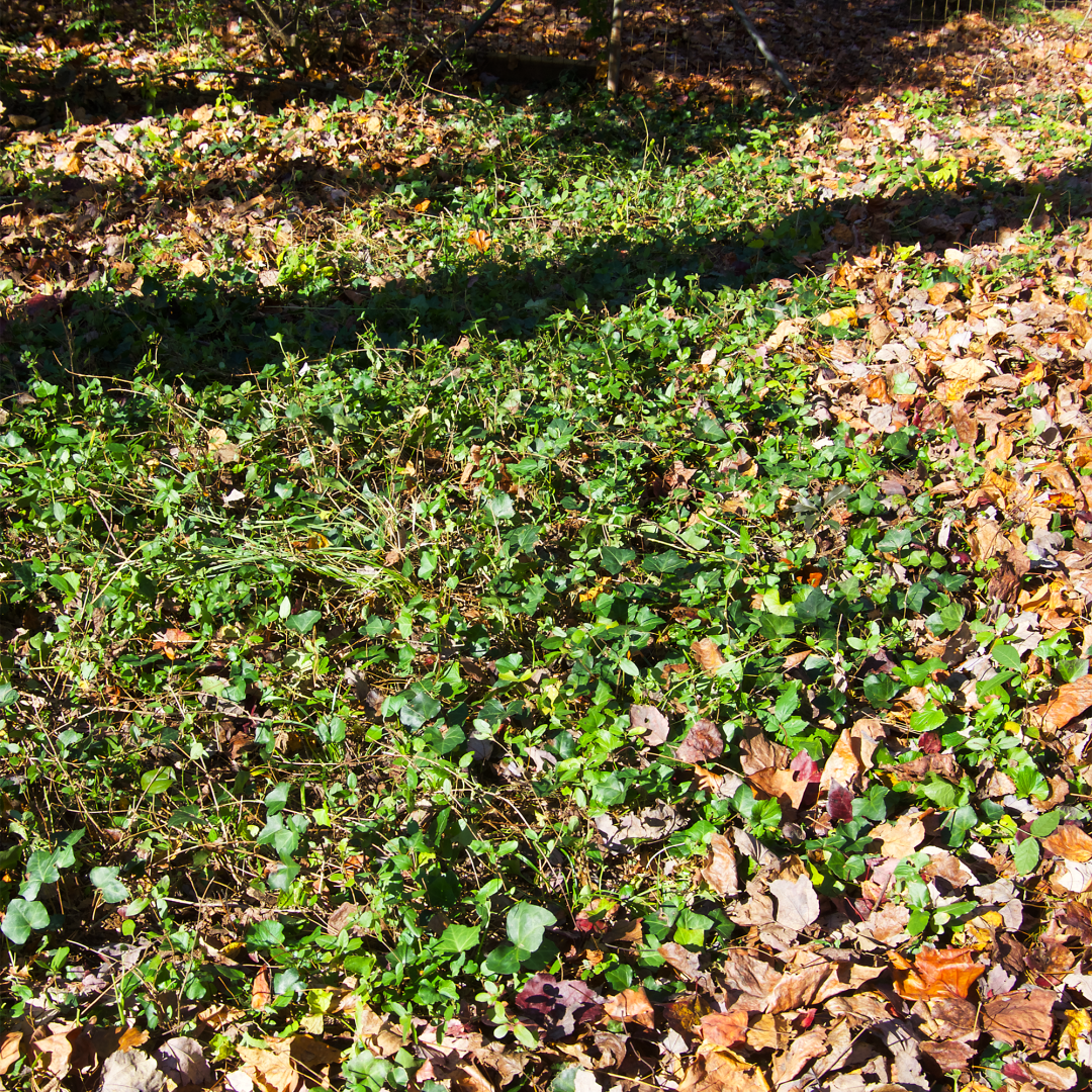 How to Remove English Ivy – Piedmont Master Gardeners
