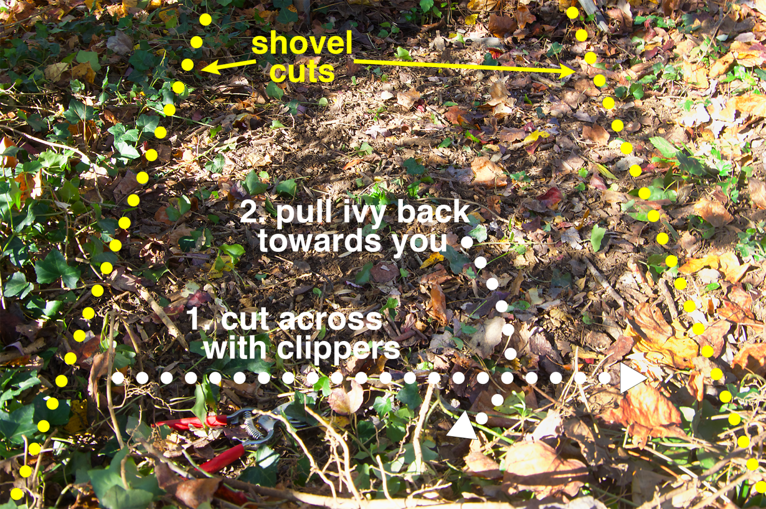How to Remove English Ivy – Piedmont Master Gardeners