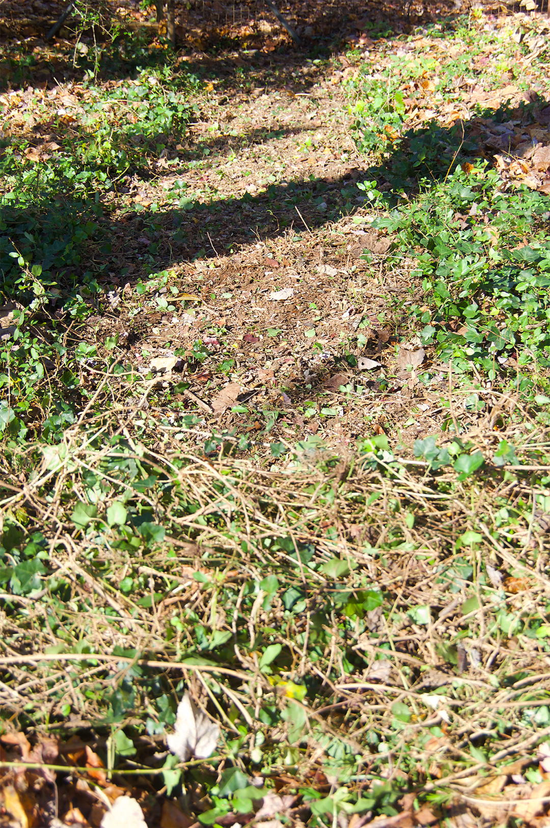 How to Remove English Ivy – Piedmont Master Gardeners