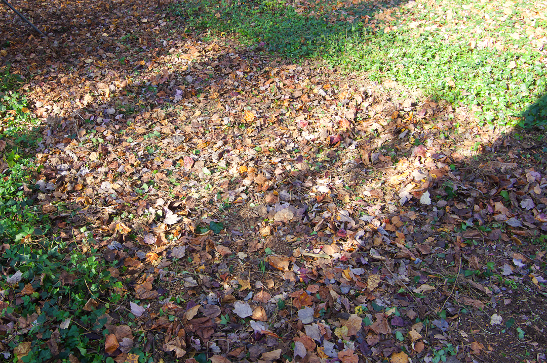 How to Remove English Ivy – Piedmont Master Gardeners