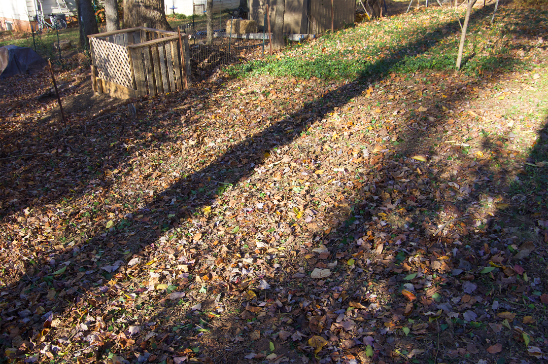 How to Remove English Ivy – Piedmont Master Gardeners