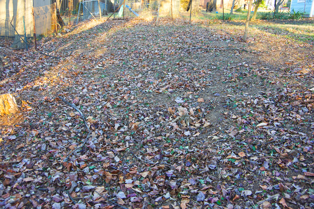 How to Remove English Ivy – Piedmont Master Gardeners