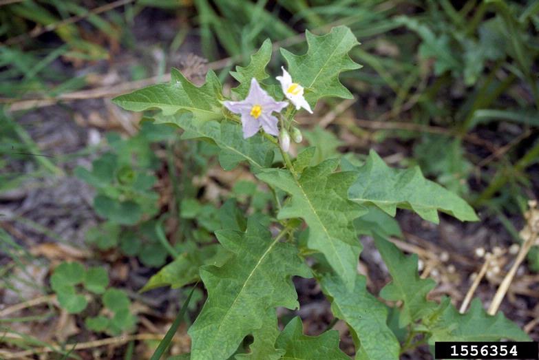 July in the Ornamental Garden – Piedmont Master Gardeners