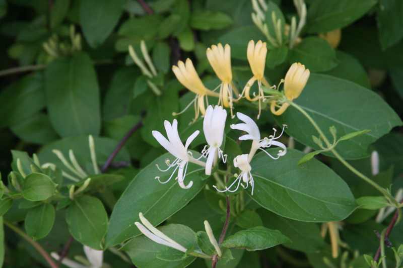 The Ornamental Garden in October | Piedmont Master Gardeners