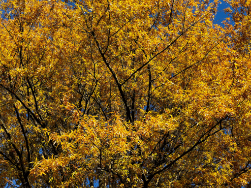 Canopy Trees – Piedmont Master Gardeners