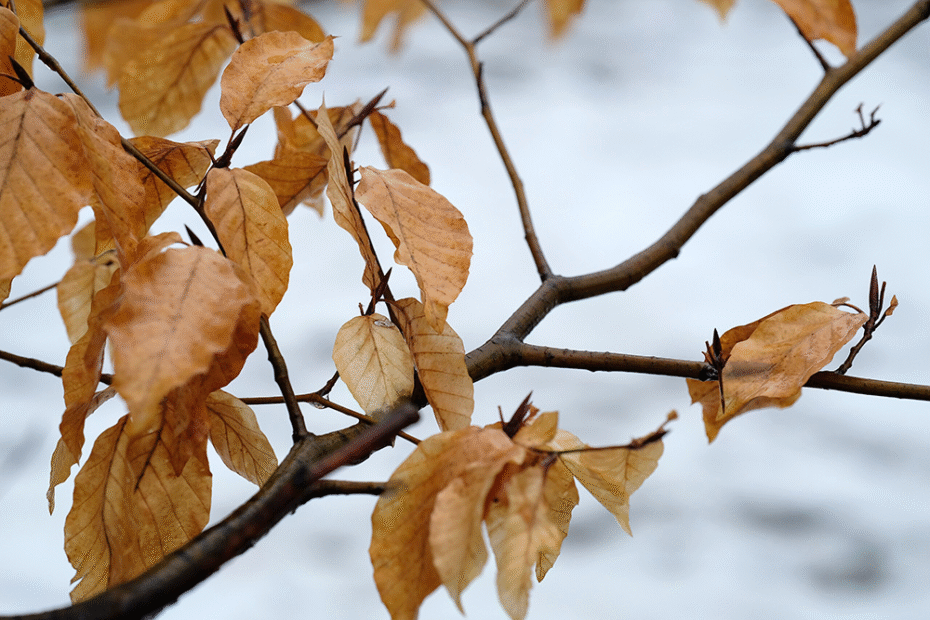 Canopy Trees – Piedmont Master Gardeners
