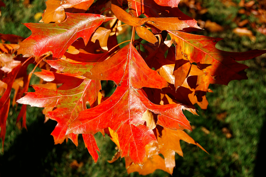 Canopy Trees – Piedmont Master Gardeners
