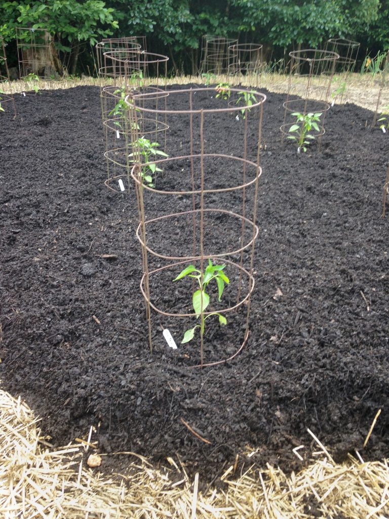 Keep It Covered: The Best Organic Mulches for Your Vegetable Garden ...