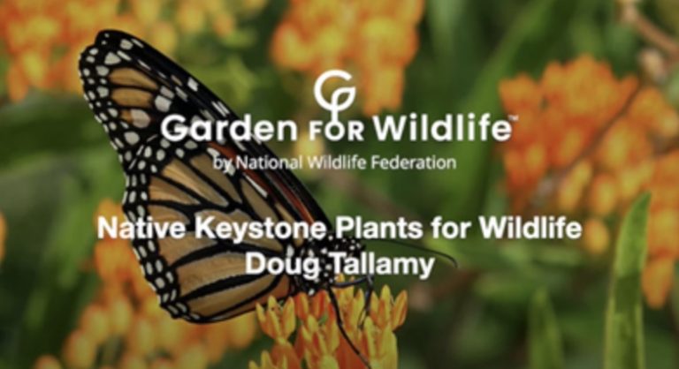 “Keystone” Native Plants 101 – Piedmont Master Gardeners