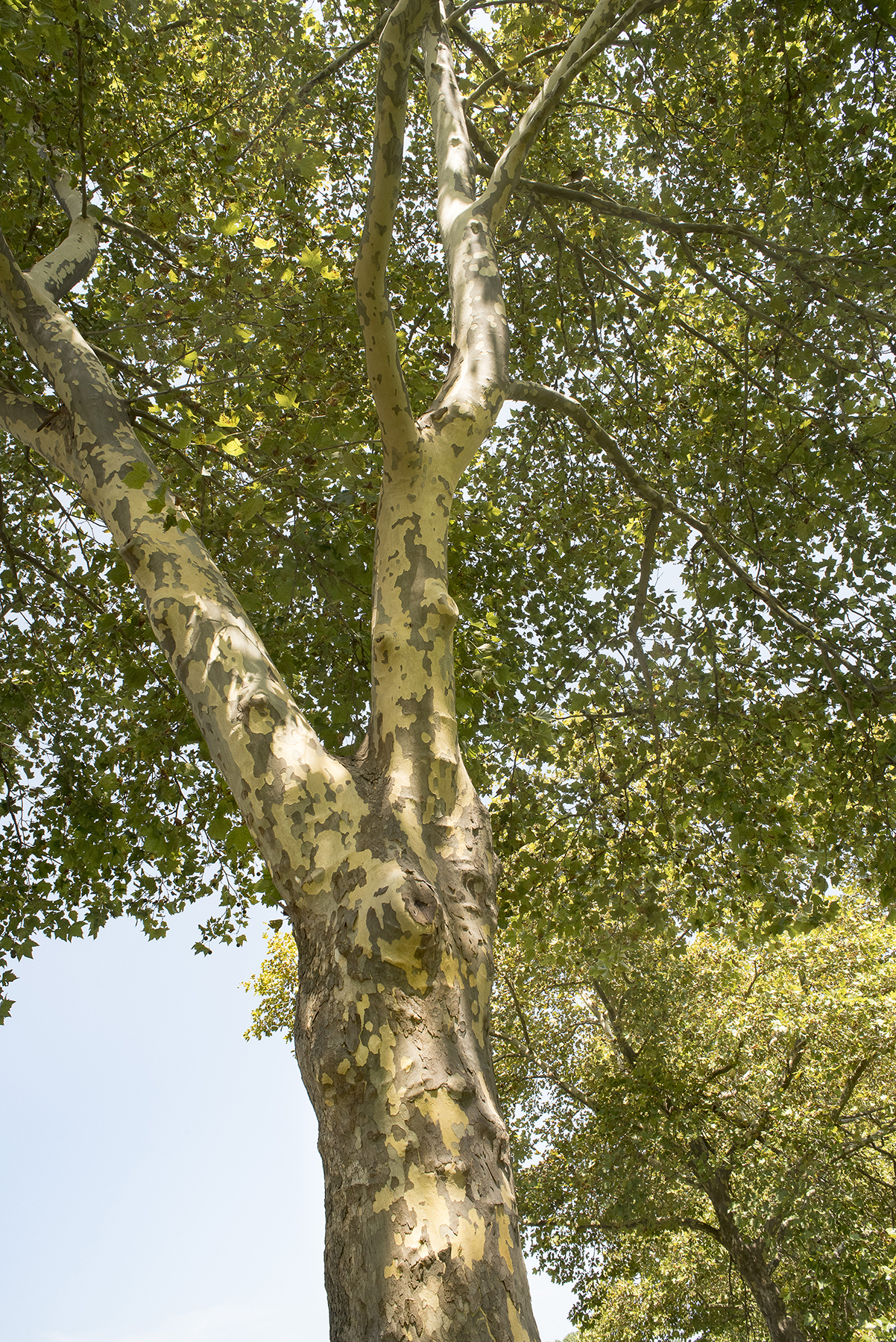 Selecting Trees That Can Stand Up to a Changing Climate – Piedmont ...