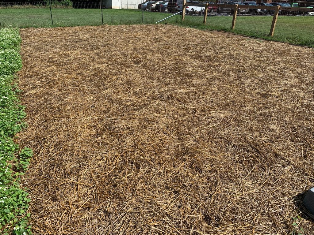 The Edible Garden in November – Piedmont Master Gardeners