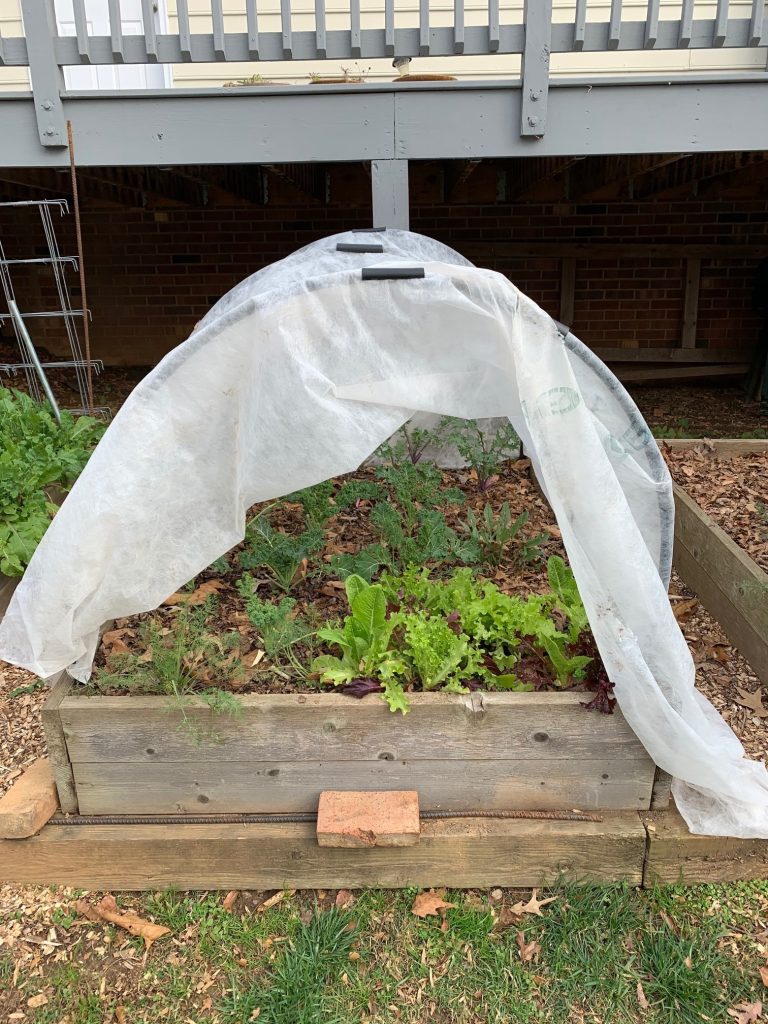 The Edible Garden in November | Piedmont Master Gardeners