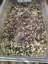 Winter Sowing: Easy, Productive, Enjoyable | Piedmont Master Gardeners