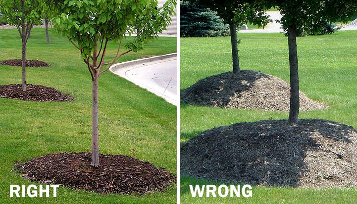 Soil Compaction | Piedmont Master Gardeners