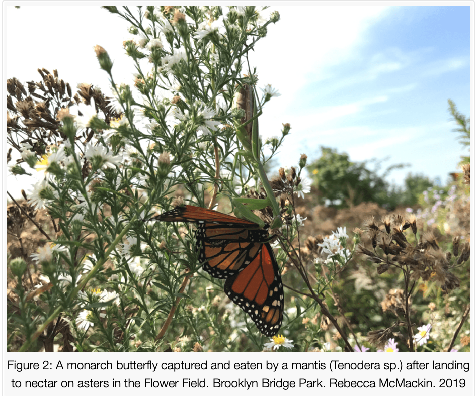 Praying Mantids: Friend or Foe in the Garden? – Piedmont Master Gardeners