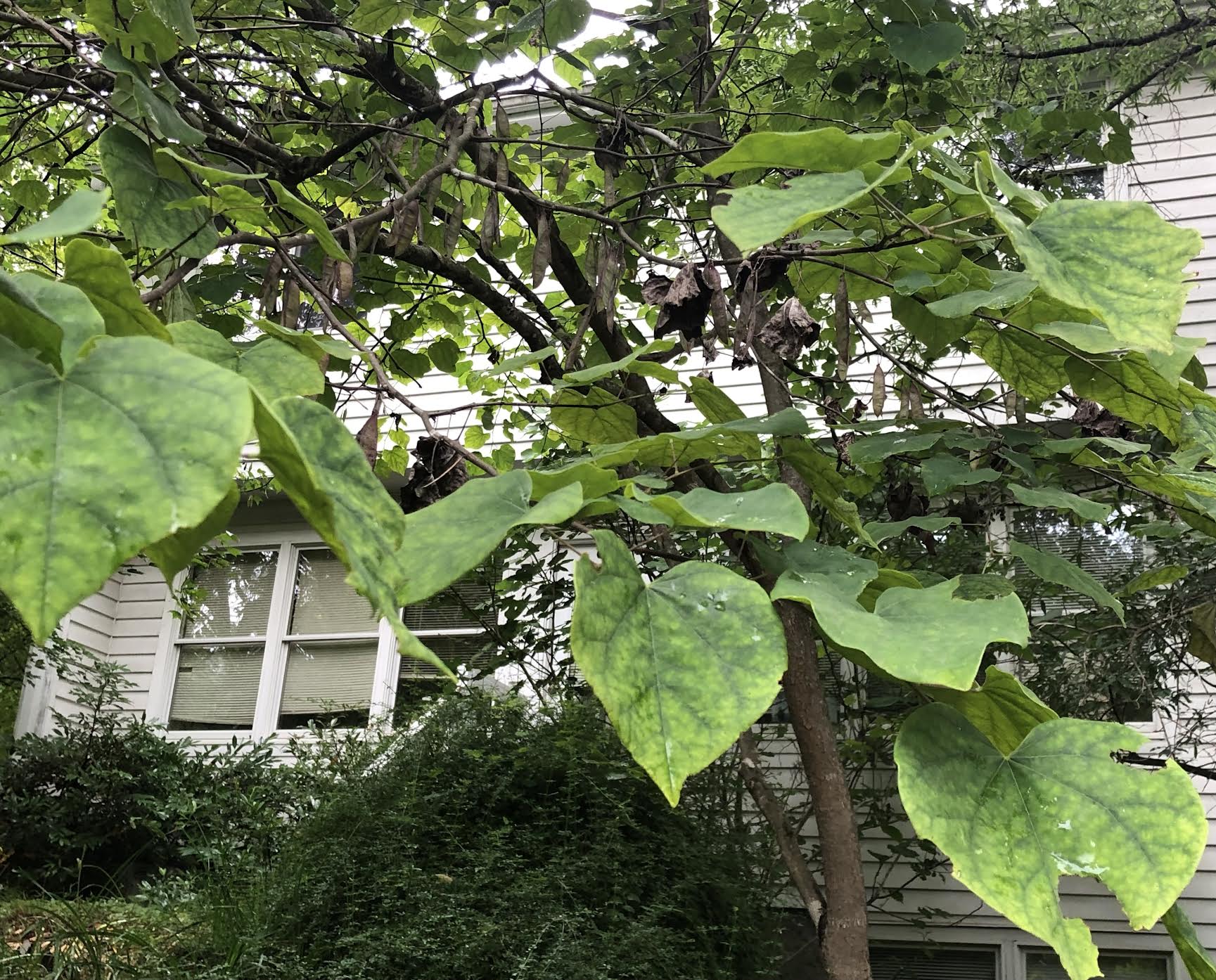 What’s Wrong with our Redbud? | Piedmont Master Gardeners