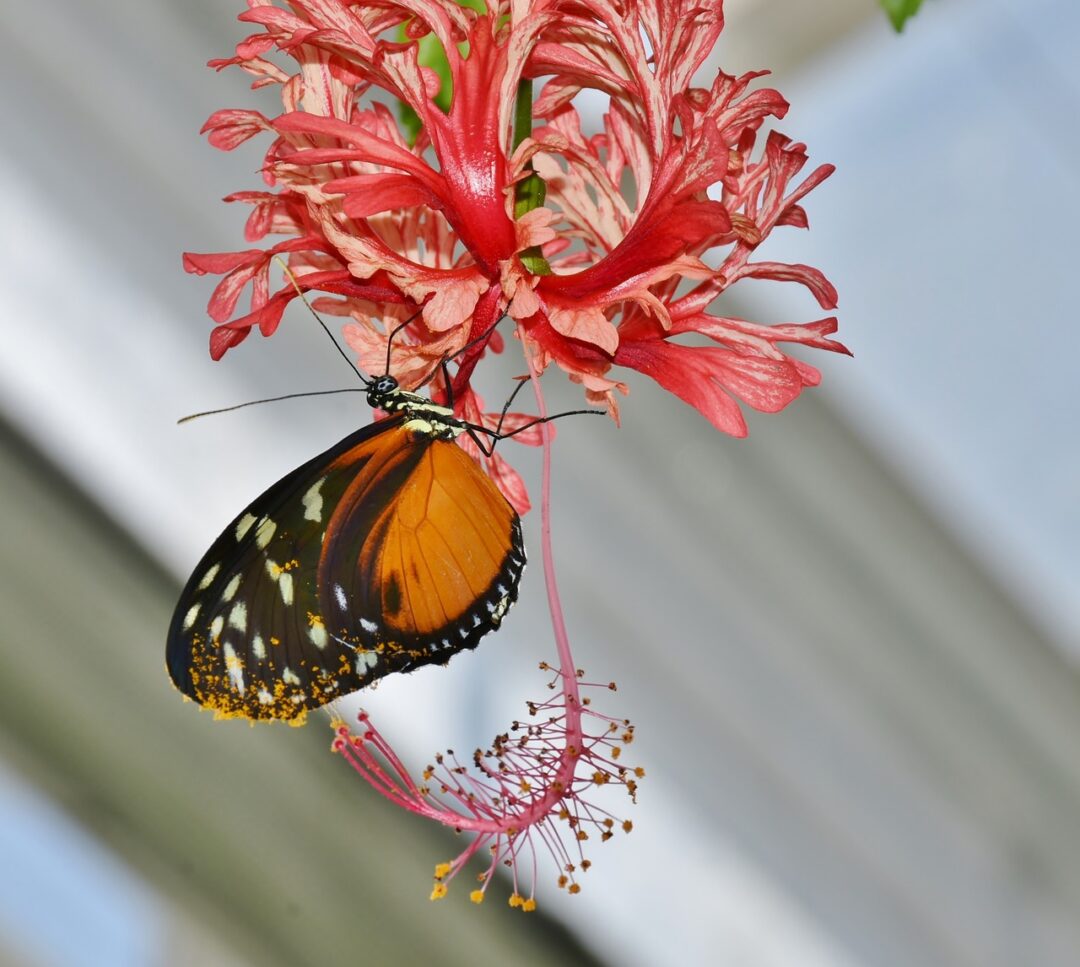 How Flowering Plants Attract Pollinators – Piedmont Master Gardeners