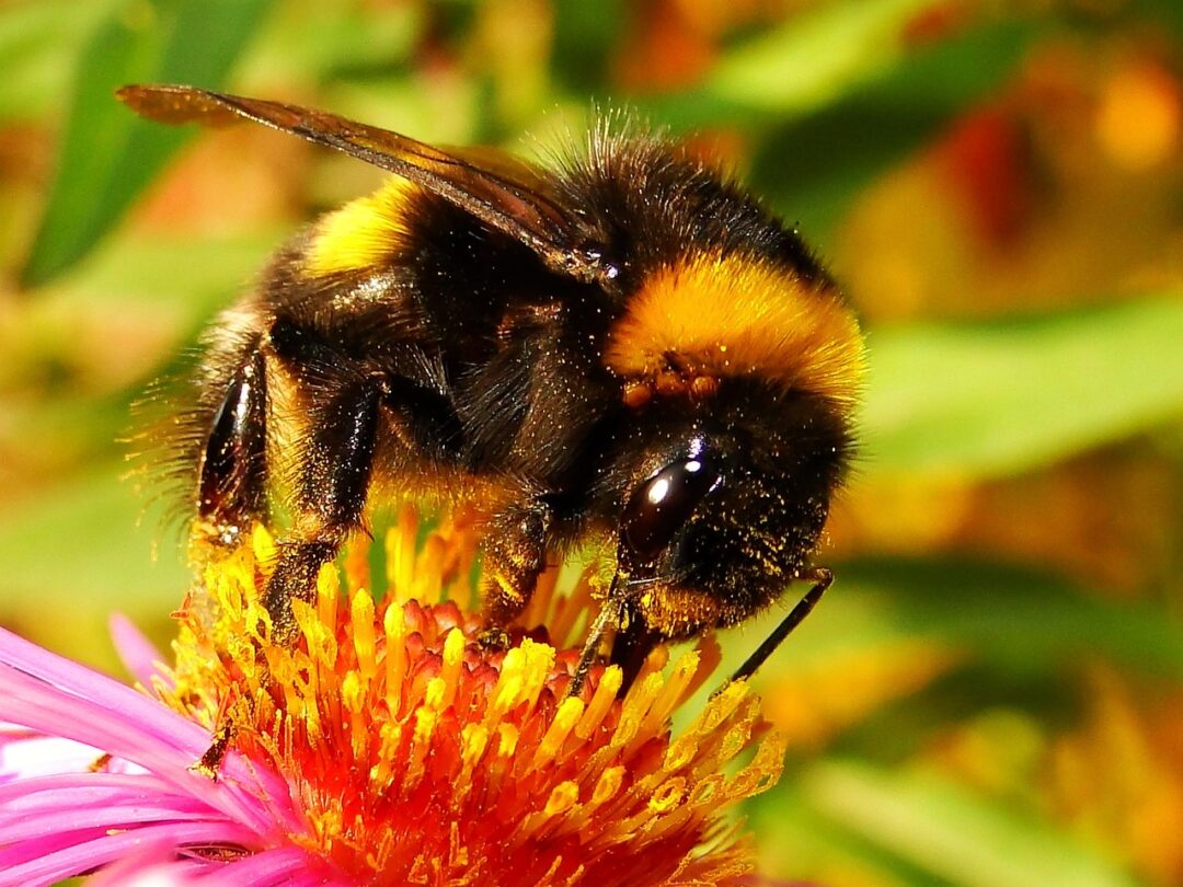 How Flowering Plants Attract Pollinators – Piedmont Master Gardeners