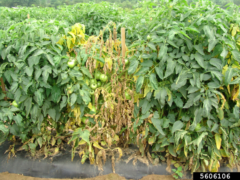 Wilts and root rots in the vegetable garden – Piedmont Master Gardeners